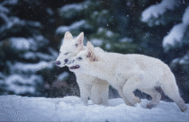 Why Did Batman Slap Robin? The Story Behind the Iconic Moment ...